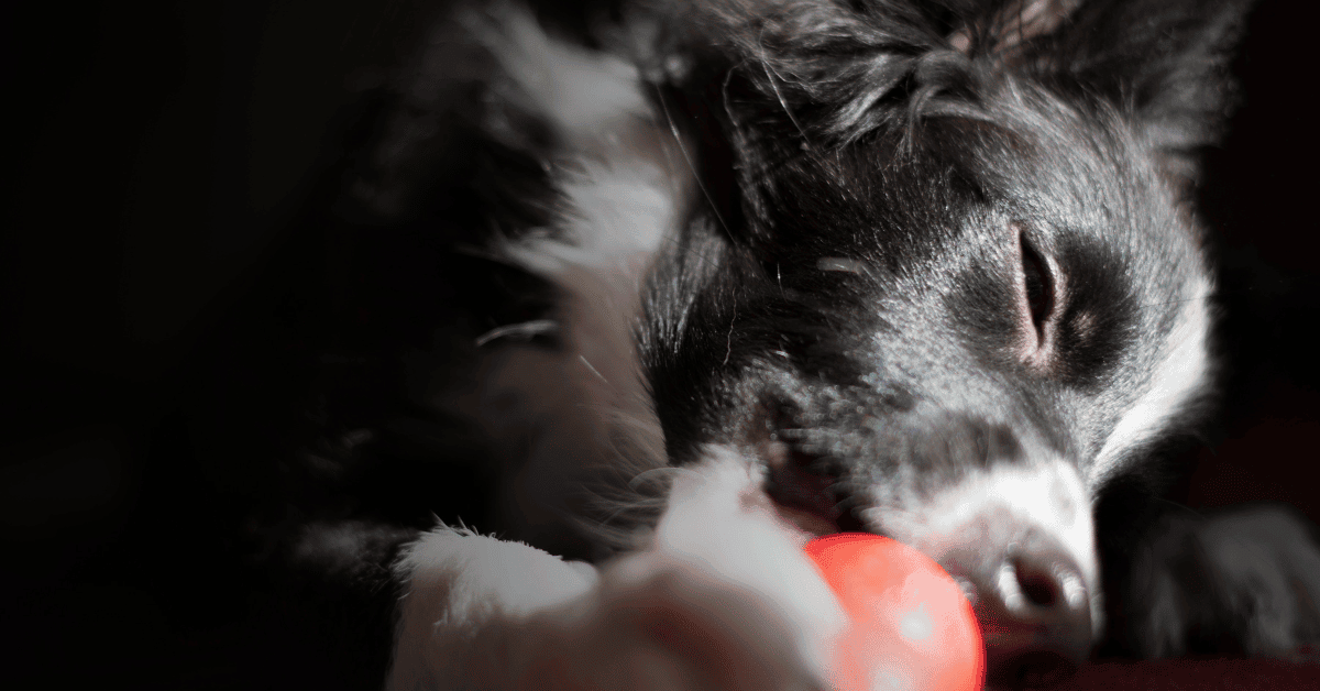 What to Put in a Kong: Fun and Healthy Kong Stuffing Recipe Ideas - Ask ...