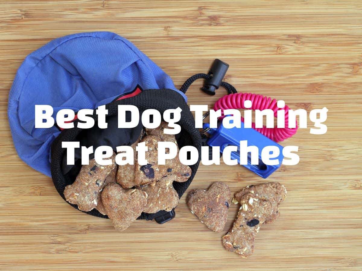 The 6 Best Dog Training Treat Pouches for Convenient and Effective ...