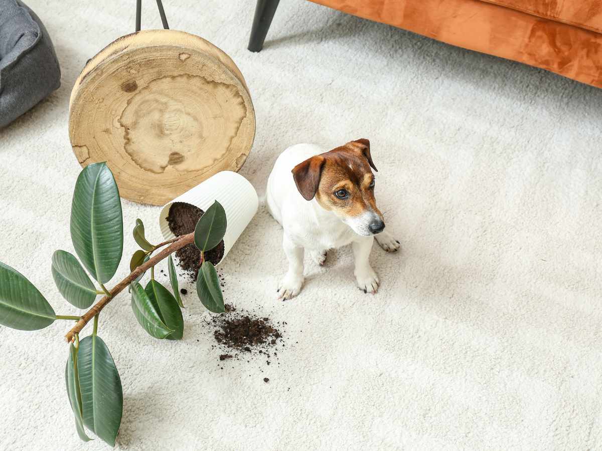 Understanding Dog Separation Anxiety - Ask The Pet Coach